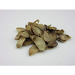 1195D-Dwarf Red-Rocket Crape Myrtle (Lagerstroemia Indica) Seeds by Robsrareandgiantseeds UPC0764425788485 Non-GMO,Organic,USA Grower,Bonsai,Showy, Butterfly Flower,1195-D Package of 10 Seeds