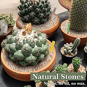 Future Way 5lbs Pea Gravel for Plants, Fish Tank, Aquarium, Terrarium, Succulent, 3/8 Inch Small Pebbles for Indoor and Outdoor Decor