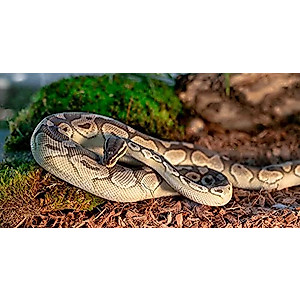 DBDPet Galapagos Tropicoco Natural Coconut Husk Bedding Substrate Brown 8qt - Includes Attached Pro-Tip Guide