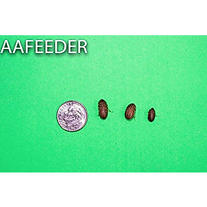 Dubia Roaches 700 Small