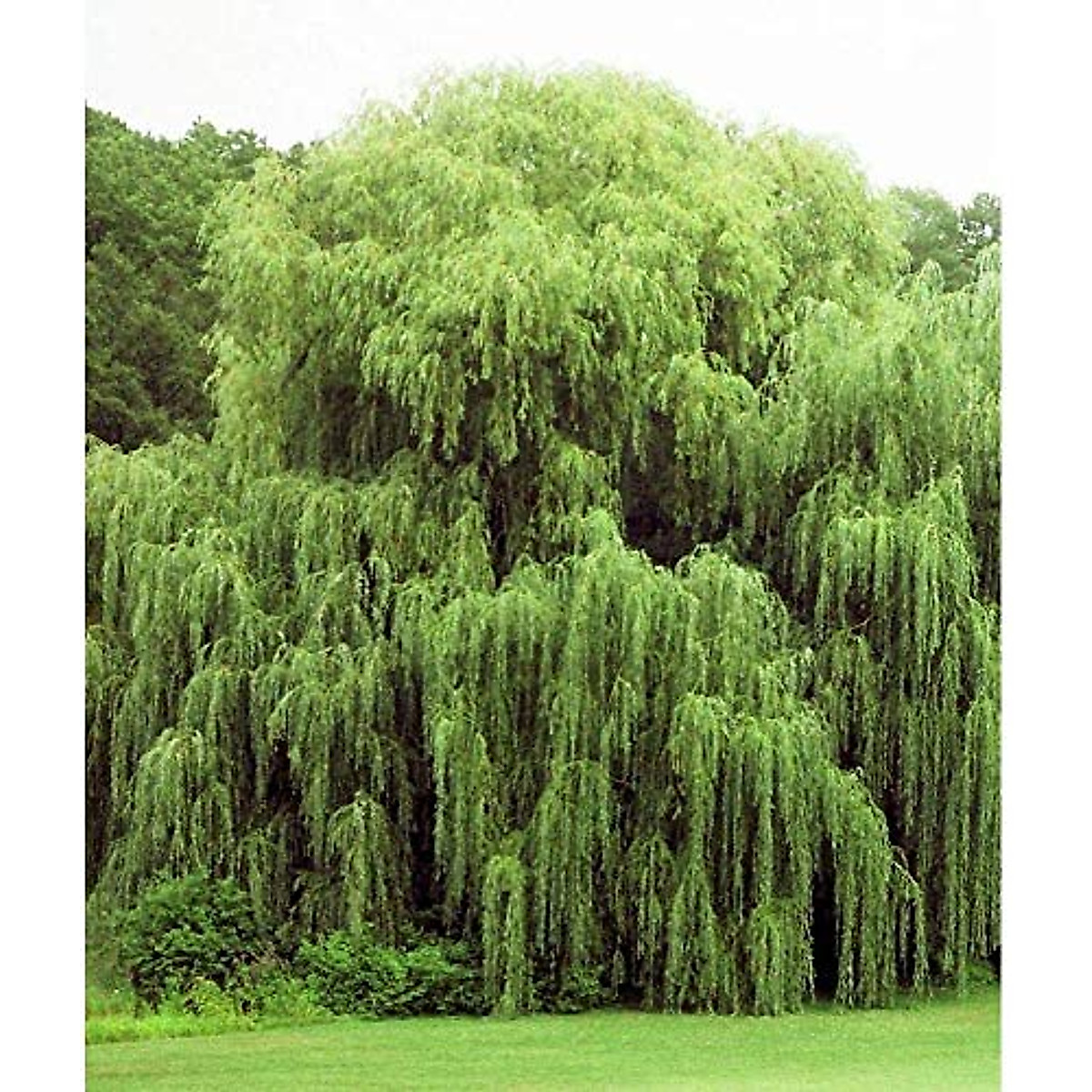 2 Golden Weeping Willow Trees - Ready to Plant - Live Plants - Beautiful Arching Canopy