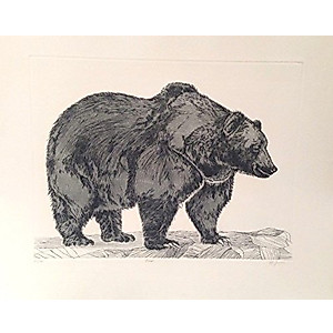 Bear