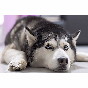 I LOVE MY PETS LLC Dog Digestive enzymes Treats - Digestive AID for Dogs - PET PROBIOTIC Dog lactobacillus - 120 Treats (2 Bottles)