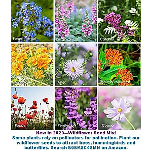 Cilantro Seeds for Planting-Slow Bolt,香菜.Non GMO Seeds for Sprouting,Herb Seeds for Planting Home Garden and Hydroponic Pods(100 Slow Bolt Cilantro Seeds for Planting,1g) USA