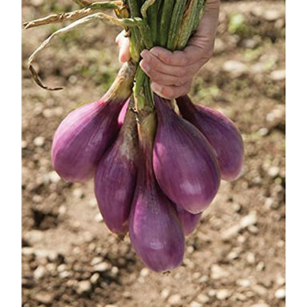 David's Garden Seeds Onion Long Day Red Long of Tropea (Red) 200 Non-GMO, Heirloom Seeds