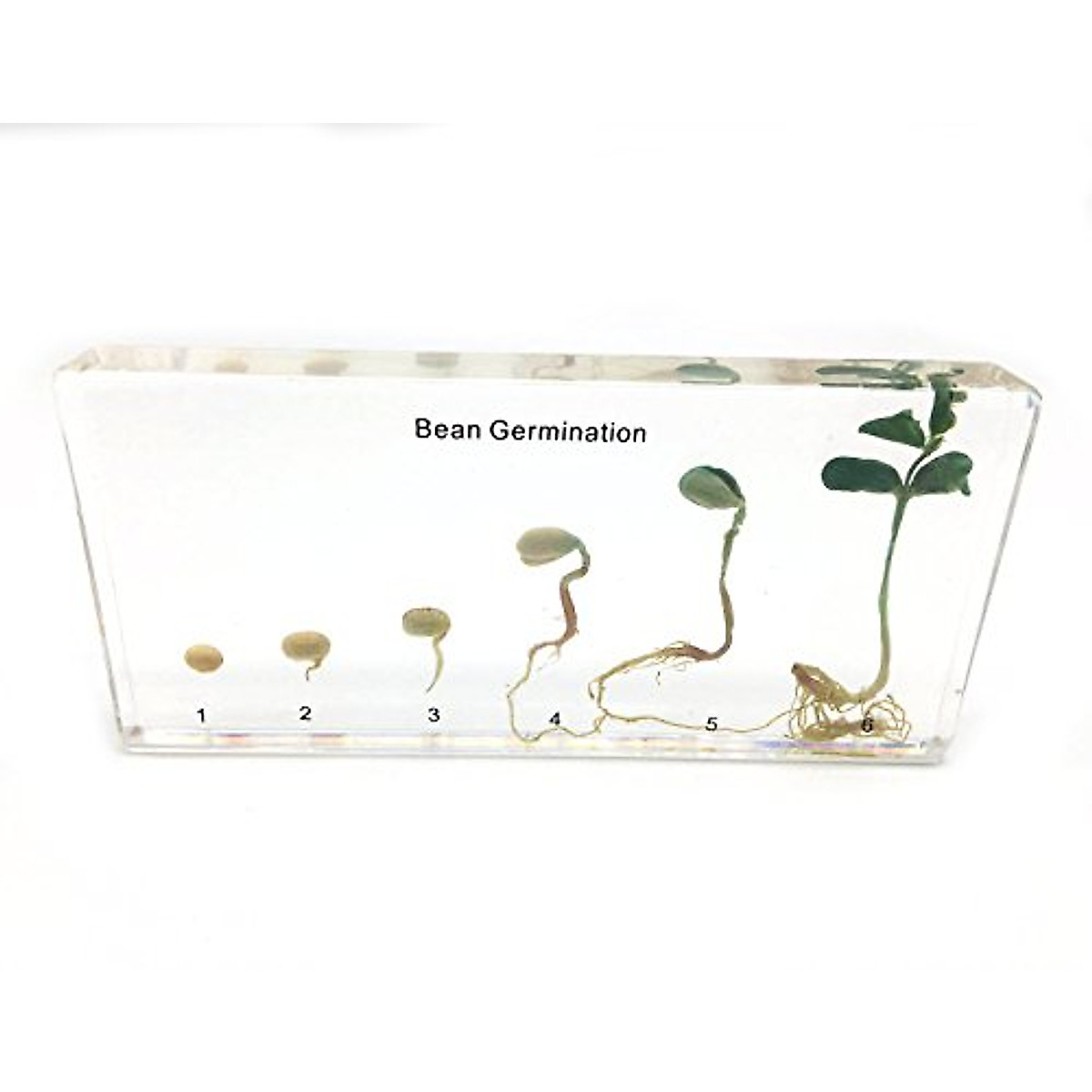 Bean Germination in Acrylic Block Lifecyle of Bean Biology Science Classroom Specimens (Bean Germination)