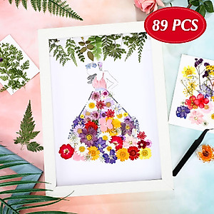 Real Dried Pressed Flowers Resin Leaves Natural Pressed Chrysanthemum Daisy Flowers with Tweezers for Scrapbooking DIY Candle Decoration Jewelry Crafts Making(Classic Style)