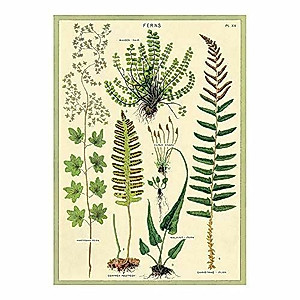 Cavallini Decorative Paper - Ferns 20"x28" Sheet