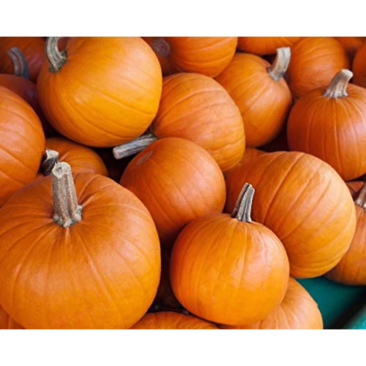 Pumpkin Seeds for Planting | Heirloom & Non-GMO | Sugar Pie Pumpkin Seed Packets with Planting Instructions