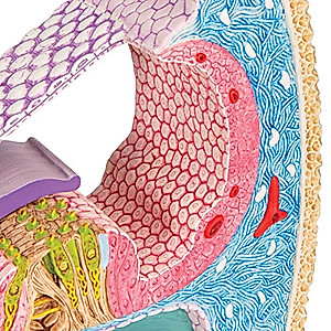 3B Scientific E14 Cortisches Organ - 3B Smart Anatomy