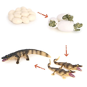 Crocodile Growth Cycle, Animal Growth Cycle Biological Model Toy Growth Stage Lifelike Crocodile Life Cycle Model Set for Kids Education Insect Themed Party Favors