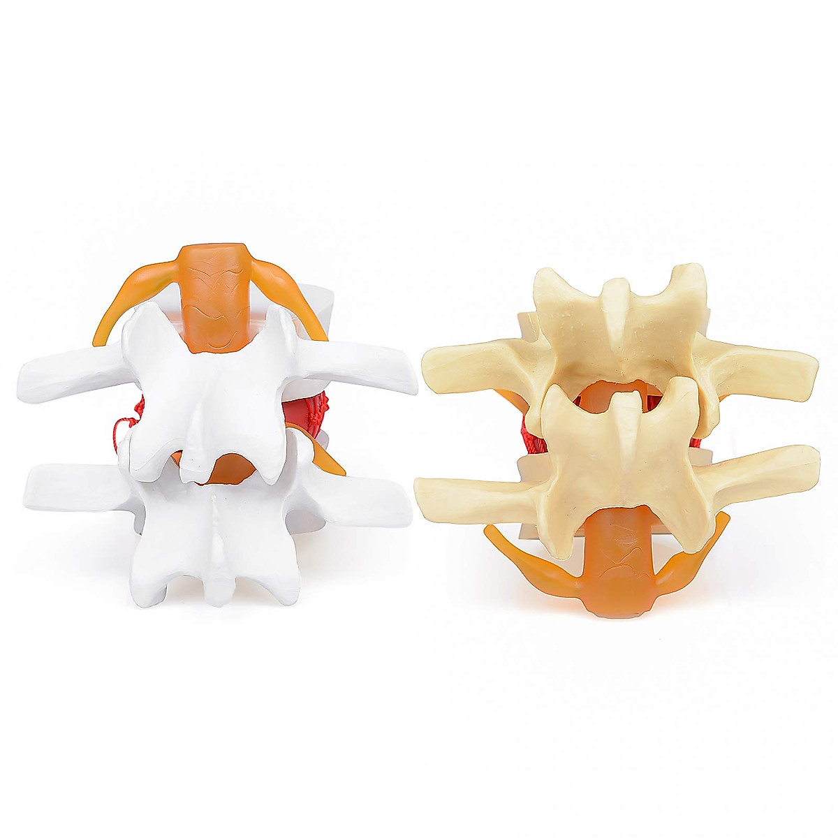 Human 1:1.5 Anatomical Lumbar Vertebral Spine Model,Vertebral Spine Anatomical for Study Eucation White Color