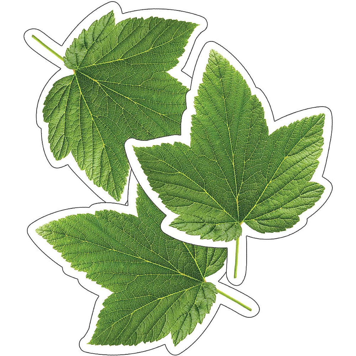 Schoolgirl Style Woodland Whimsy Green Leaves Cutouts, 36 Leaf Cutouts For Bulletin Board & Classroom Decor, Spring Greenery Classroom Cut-outs, Cutouts For Classroom Summer Bulletin Board Decorations
