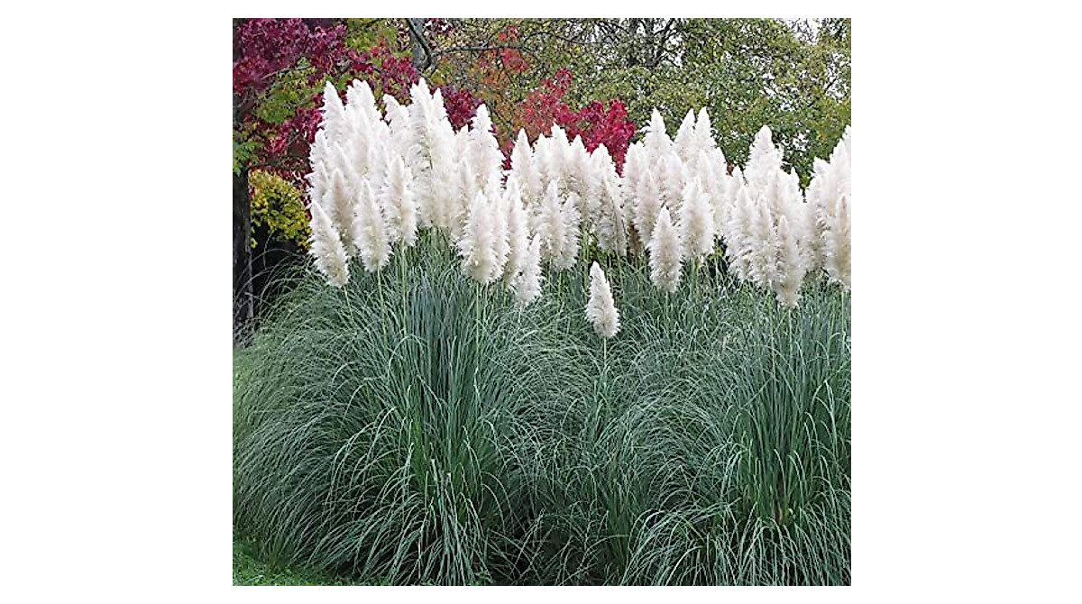 Pampas Grass Seeds - Fast-Growing Heirloom Ornamental Grass for Gardens