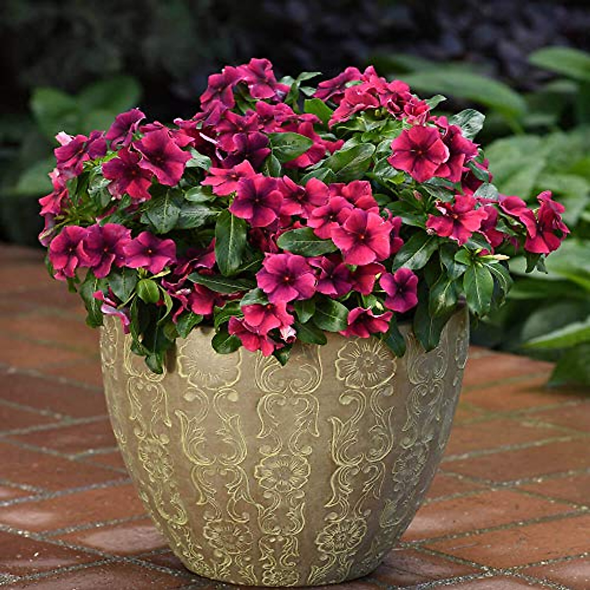 Outsidepride Periwinkle Vinca Black Cherry Garden Flowers & Ground Cover Plants - 50 Seeds