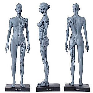 Oubo Dental New Female Anatomical Anatomy Skull Head Body Model Muscle Bone (30cm) Height