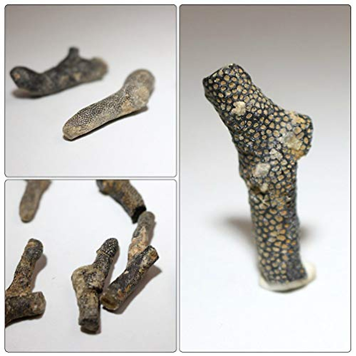 Scicalife Kids Toys 5Pcs Stromatoporoid Fossils Ordovician Bryozoan Fossils Specimens Ancient Marine Fossils Model Figurine Science Teaching Materials Random Style Kid Toys