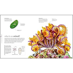 Zoology: Inside the Secret World of Animals (DK Secret World Encyclopedias)