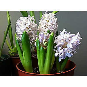 Carnegie White Hyacinth Bulbs - 8 Bulbs
