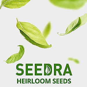 Seedra.US 300+ Italian Large Leaf Basil Seeds for Indoor, Outdoor and Hydroponic Planting, Non GMO Heirloom Seeds for Home Garden - 1 Pack