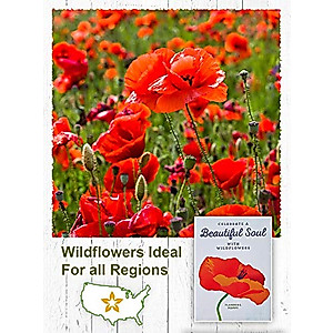 American Meadows Wildflower Seed Packets "Celebrate a Beautiful Soul" Memorial Favors (Pack of 20) - Red Poppy Seed Mix, Favors for Funerals, Wakes, Viewings, Visitations, Memorial Services