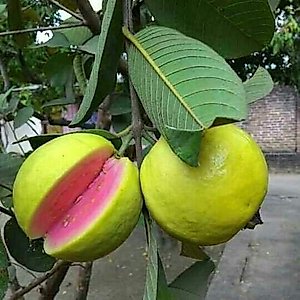 Seed Barn Pink Guava Tree Plant - 1 Gallon (Psidium guajava)