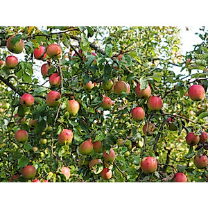 Gala Apple Tree - Grow Fresh Fruit - Live Plant Shipped 1 to 2 Feet Tall by DAS Farms