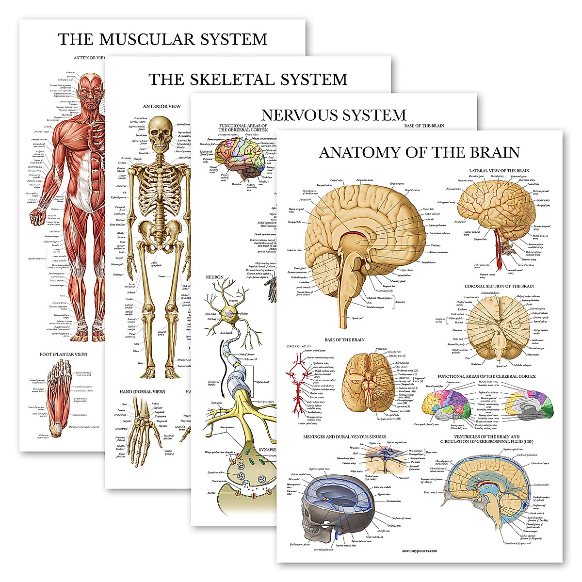Palace Learning 4 Pack - Anatomical Poster Set - Laminated - Muscular, Skeletal, Nervous System, Brain - Anatomy Chart Set (LAMINATED, 18” x 24”)