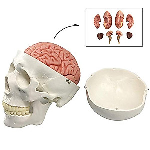 Human Skull and Brain Model, 11 Parts, Life Size, Anatomical Human Head Model W/Brain, Human Skull, for Medical Teaching Learning, Medical Students and Kids Education Display Tool