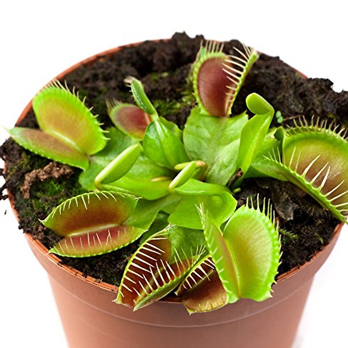 Outsidepride Dionaea Venus Flytrap Indoor House Plant Seed - 10 Seeds