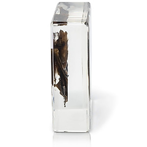 Bat Specimen- Real Bat Specimen, Encased Animal Specimen for Science Classrooms or Gifts, by American Heritage Industries
