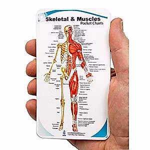 Muscles and Skeletal Anatomy Pocket Charts