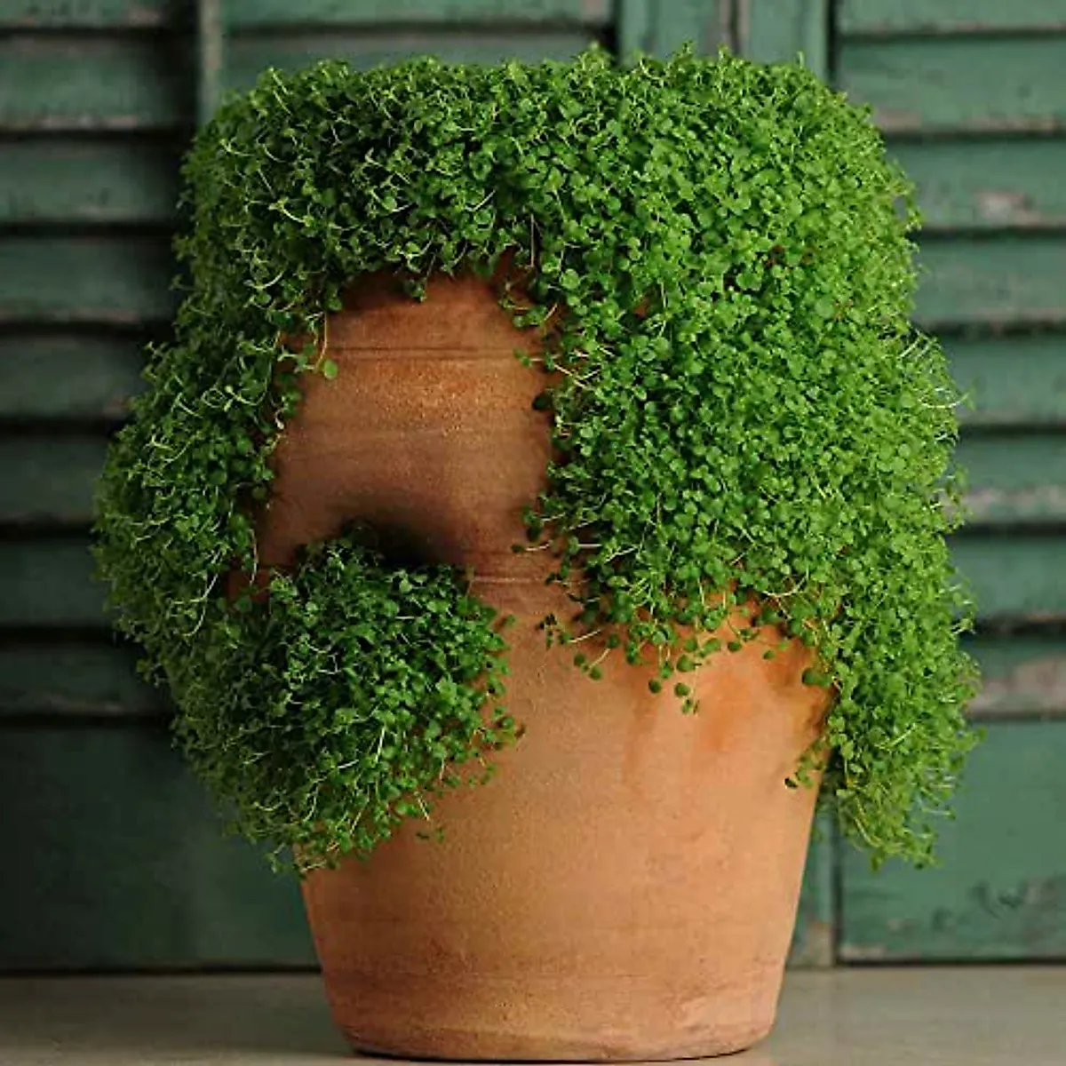 Outsidepride Corsican Ornamental Mini Mint Spreading, Mat Forming Ground Cover Plant Seeds - 25 Pellets