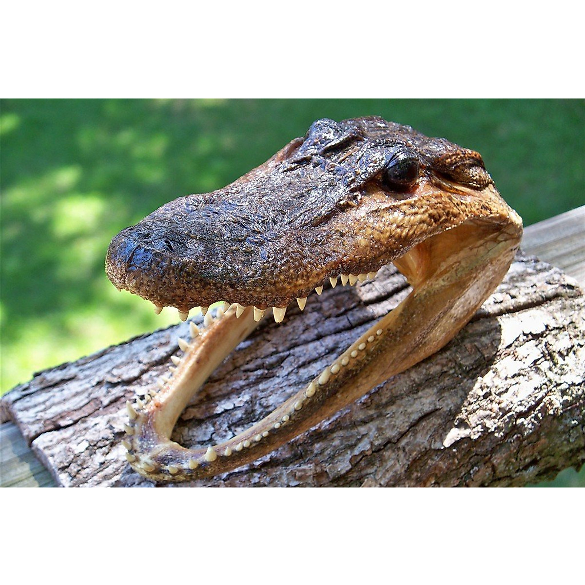 Gator Head 5-6 Inch Real Alligator Head by Unknown
