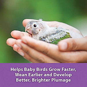 Kaytee Exact Handfeeding - Baby Bird 18 oz, Instant Formula