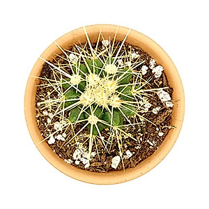 SUCCULENTS BOX | Unique Collection of Live Cactus Plants, Golden Barrel Cactus (2'' + Clay Pot), Hand Selected, Rare Varieties for Gift or Home Decoration