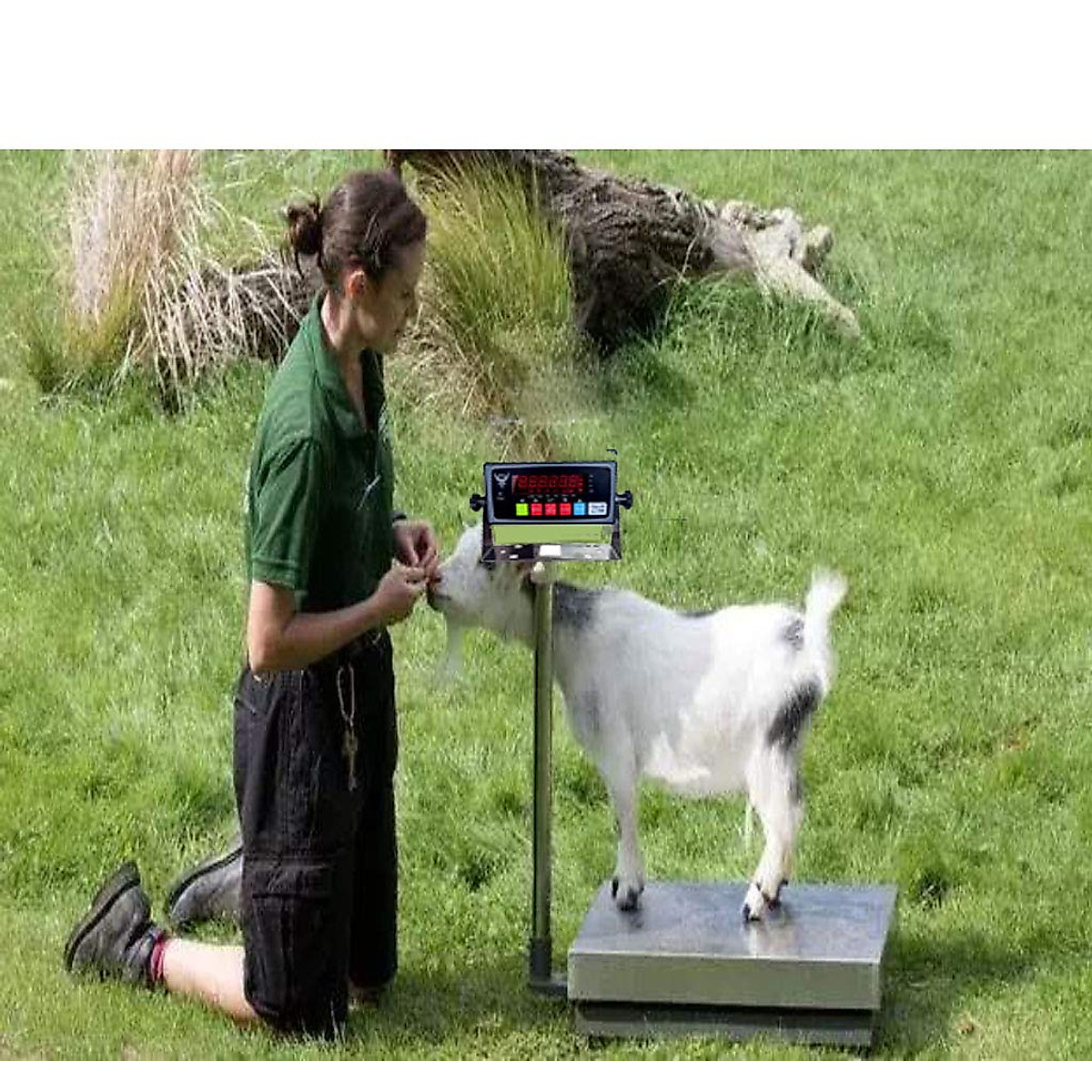 Stainless Steel Bench Scale: 800lbs Capacity, Lb/Kg/Oz Units, 0.05lb Readability, 18"x24" Platform - Accurate, Durable, Portable - Ideal for Aviation, Warehouse, Shipping, and Production Floors