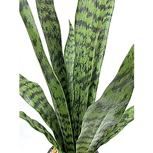 Bird Fiy Artificial Snake Plant 22" Faux Agave Fake Sansevieria Artificial Potted Plants for Indoor and Outdoor Home Office Décor (White Pot)
