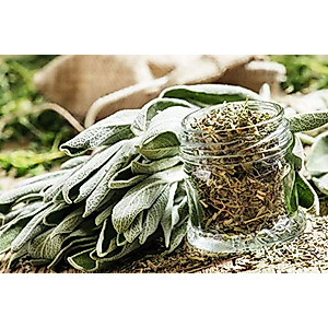 Gaea's Blessing Seeds - Sage Seeds (1.5g) Non-GMO Seeds with Easy to Follow Planting Instructions - Heirloom 88% Germination Rate