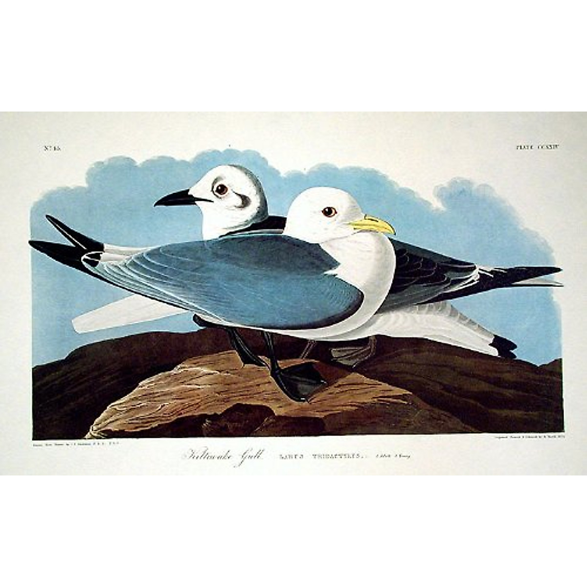 Kittiwake Gull. From"The Birds of America" (Amsterdam Edition)
