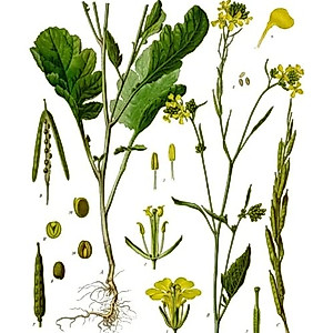 CHUXAY GARDEN Brassica Nigra,Black Mustard Annual Spice Herb Plant 150 Seeds Yellow Lovely Flower Beautiful Delicious Nutritious Easy Grow