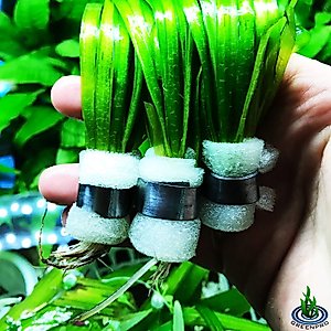 Jungle Val | Tall Vallisneria Spiralis 3-Bunch Freshwater Live Aquarium Plants Background Fish Tank Greenpro