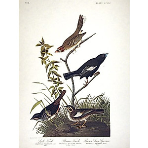 Lark Finch, Prairie Finch, Brown Song Sparrow. From"The Birds of America" (Amsterdam Edition)