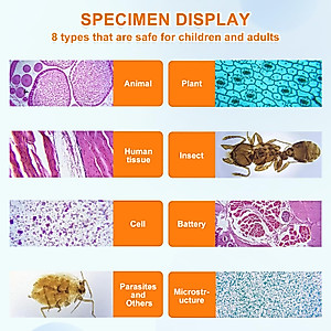 HUAREW 30 Pcs Microscope Slides with Specimens for Kids, Glass Prepared Slides Set for Microscope Accessories, Biology Gifts and Basic Science for Kid Education