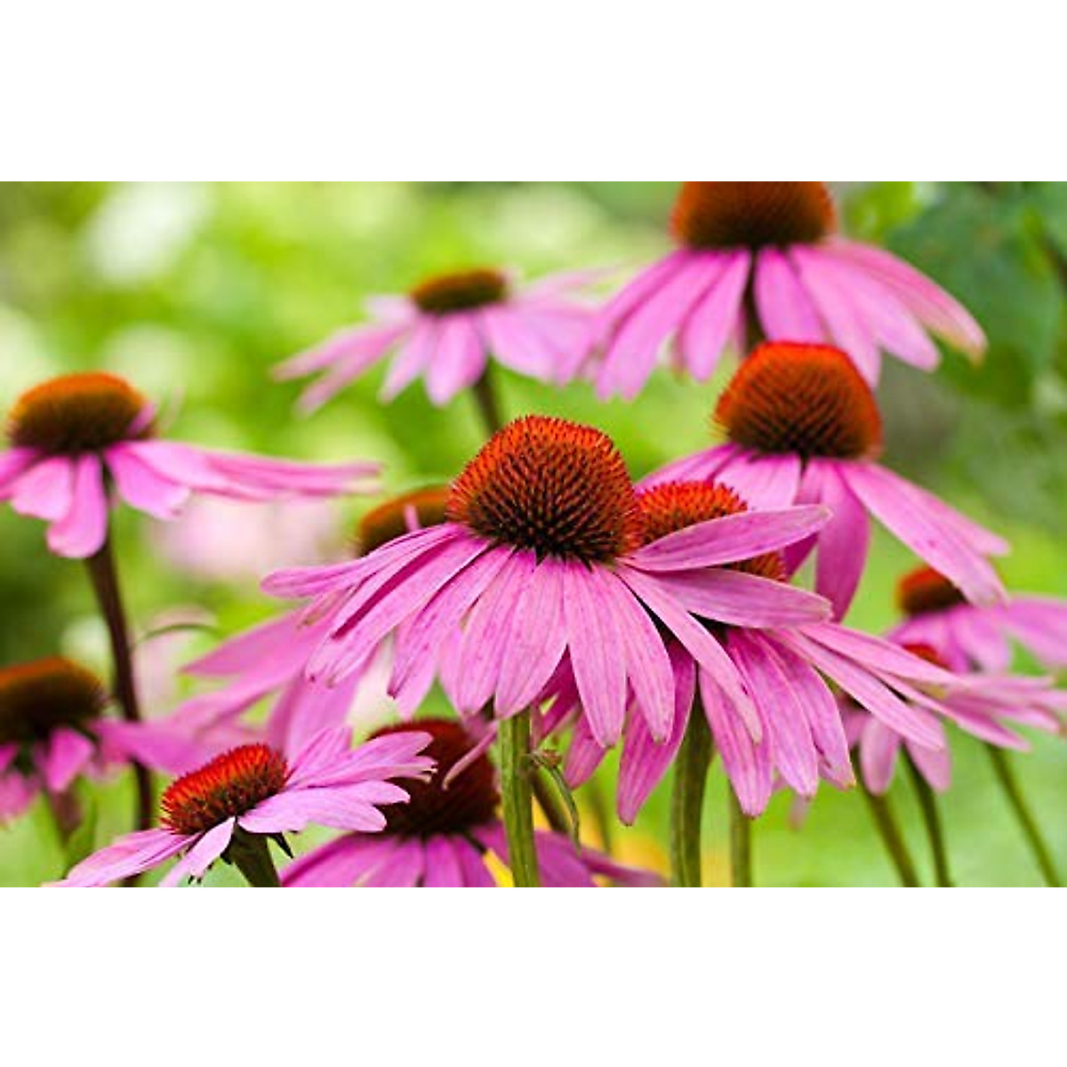 Sow Right Seeds - Herbal Tea Collection - Lemon Balm, Chamomile, Peppermint, Lavender, Echinacea Herb Seed for Planting; Non-GMO Heirloom Seed, Instructions to Plant Indoor or Outdoor; Gardening Gift