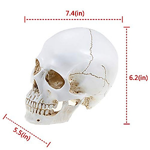 DOC.ROYAL Realistic 1:1 Retro Human Skull Model Life Size Anatomical Medical Teaching Skeleton Head