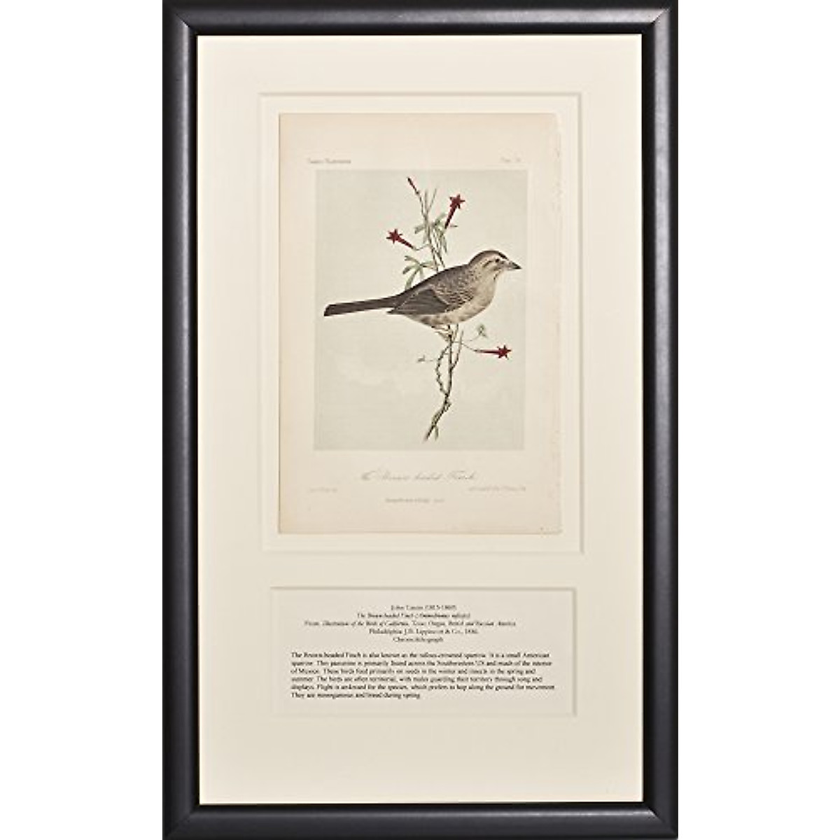 The Brown-headed finch