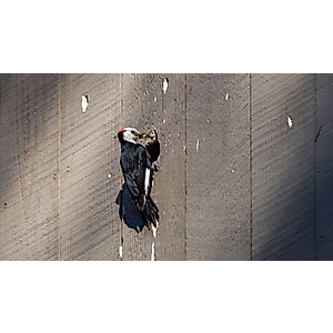 Carpenter Bee Blocker (Pro BBPRO30, Count 30)