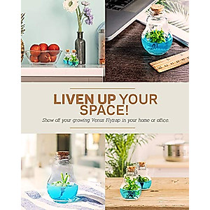 Venus Fly Trap, Grow Your Own Venus Flytrap in a 100% Self Sustaining Glass Terrarium, Maintenance Free, Easy to Grow, Healthy Growth Guarantee