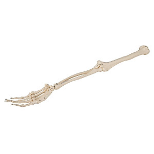 3B Scientific A45 Arm Skeleton - 3B Smart Anatomy